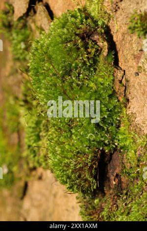 Capillary Thread-moss (Ptychostomum capillare) Plantae Stock Photo - Alamy