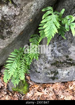 Nested Polypody (Polypodium calirhiza) Plantae Stock Photo - Alamy