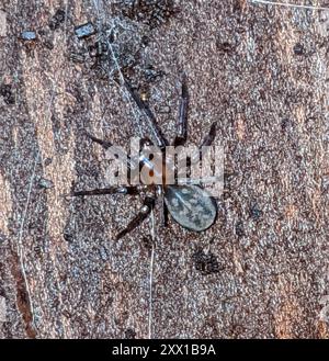 Soft Spiders (Cybaeidae) Arachnida Stock Photo - Alamy