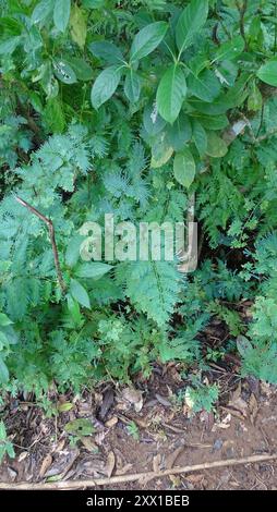 spikemosses (Selaginella) Plantae Stock Photo - Alamy