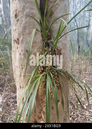 Snake Orchid (Cymbidium suave) Plantae Stock Photo - Alamy