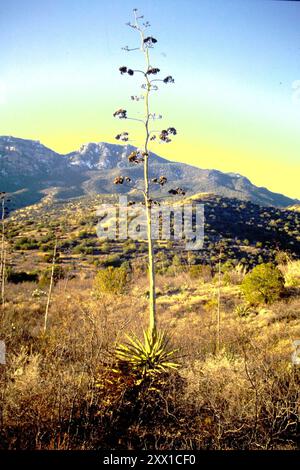 Palmer's agave (Agave palmeri) Plantae Stock Photo - Alamy
