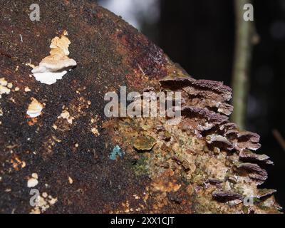 serried porecrust (Fomitopsis serialis) Fungi Stock Photo - Alamy