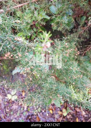 Tree heath (Erica arborea) Plantae Stock Photo - Alamy