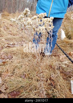 sweet everlasting (Pseudognaphalium obtusifolium) Plantae Stock Photo ...