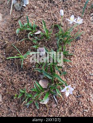 (Xerophyta humilis) Plantae Stock Photo - Alamy