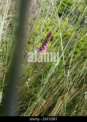 Aphrodite Fritillary (Argynnis aphrodite) Insecta Stock Photo - Alamy