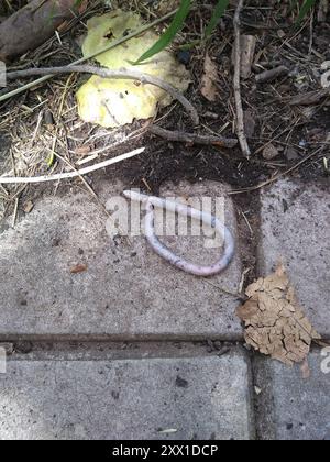 Darwin's Ringed Worm Lizard (Amphisbaena darwinii) Reptilia Stock Photo ...