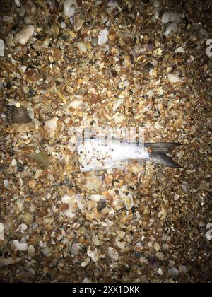 Common Mullets (Mugil) Actinopterygii Stock Photo - Alamy