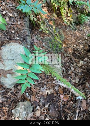 Mexican Flowering Fern (Anemia mexicana) Plantae Stock Photo - Alamy
