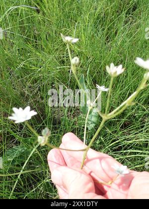 Fivefive Ministar (Alepidea peduncularis) Plantae Stock Photo - Alamy