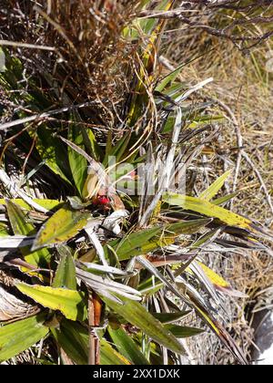 Pineapple Grass (Astelia alpina), Plantae, Ben Lomond TAS 7212 ...