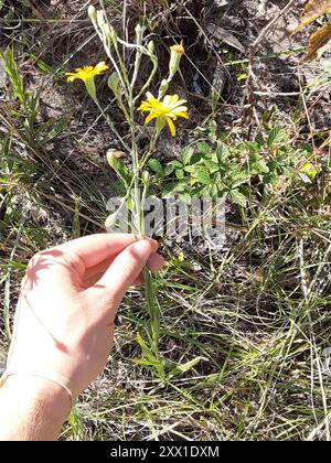 Silkgrasses (Pityopsis) Plantae Stock Photo - Alamy