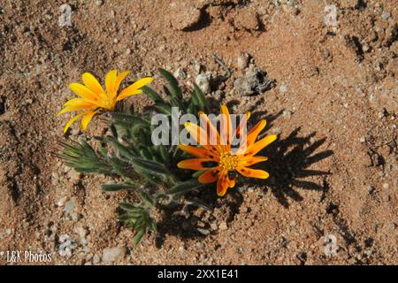 Beetle Daisy (Gorteria diffusa) Plantae Stock Photo - Alamy