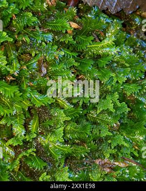 joint-toothed mosses (Bryopsida) Plantae Stock Photo - Alamy
