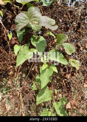 Turpeth (Operculina turpethum) Plantae Stock Photo - Alamy