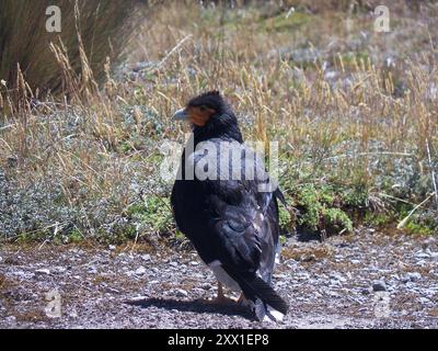 Carunculated Caracara (Daptrius carunculatus), Aves, Reserva Antisana ...