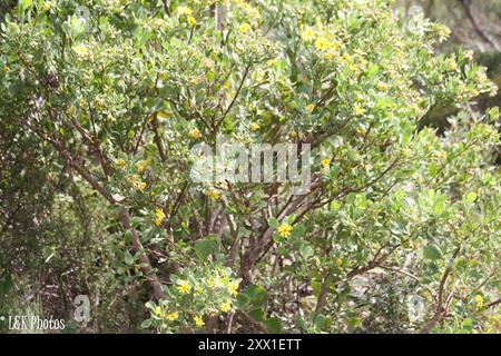 Bietou (Osteospermum moniliferum) Plantae Stock Photo - Alamy