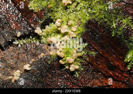 Streamside Leptodictyum Moss (Leptodictyum riparium), Plantae, Yukon ...