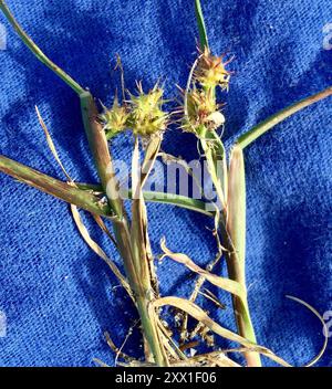 dune sandbur (Cenchrus tribuloides) Plantae Stock Photo - Alamy