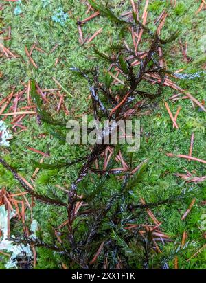 Willowmosses (Fontinalis) Plantae Stock Photo - Alamy