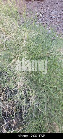 cheesebush (Ambrosia salsola salsola) Plantae Stock Photo - Alamy