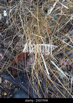Marsh Hay Cordgrass (Sporobolus pumilus) Plantae Stock Photo - Alamy