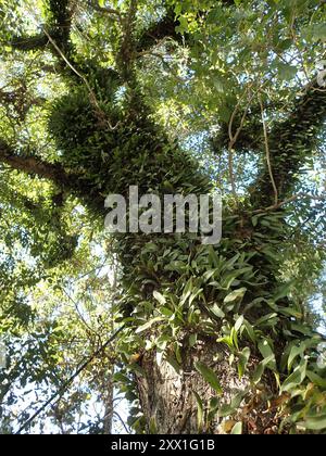Lanceleaf Tongue Fern (Pyrrosia lanceolata) Plantae Stock Photo - Alamy