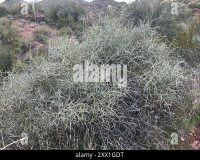 crucifixion thorn (Canotia holacantha) Plantae Stock Photo - Alamy