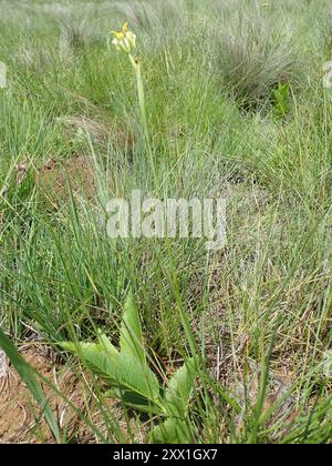 Trifid Uintjie (Moraea trifida) Plantae Stock Photo - Alamy