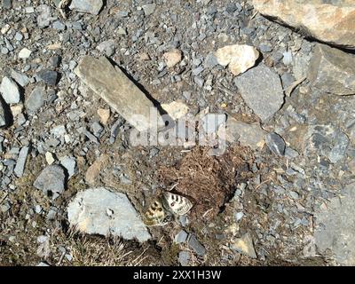Common Blue Apollo (Parnassius hardwickii) Insecta Stock Photo - Alamy