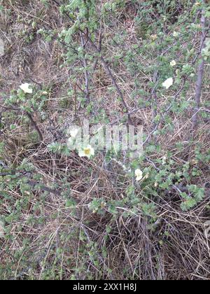 Silky Rose (Rosa sericea) Plantae Stock Photo - Alamy