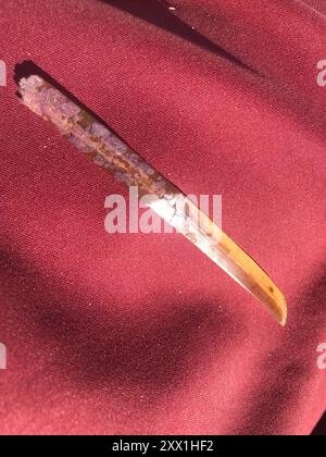 Turtle Grass (Thalassia testudinum) Plantae Stock Photo - Alamy