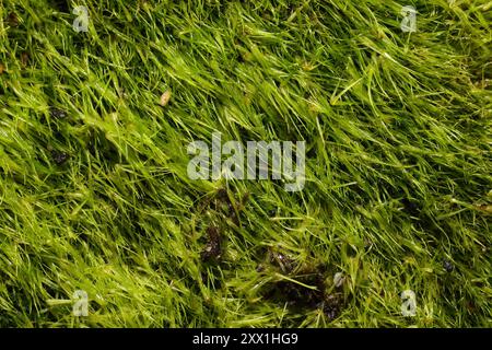 Dwarf Swan-neck Moss (Campylopus pyriformis) Plantae Stock Photo - Alamy