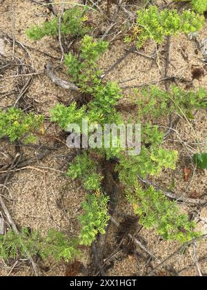 (Senecio platensis) Plantae Stock Photo - Alamy