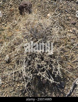Saltbushes (Atriplex) Plantae Stock Photo - Alamy