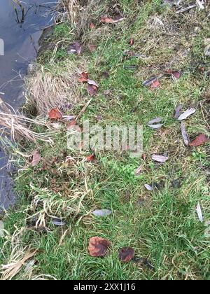 Brooklime (Veronica beccabunga) Plantae Stock Photo - Alamy
