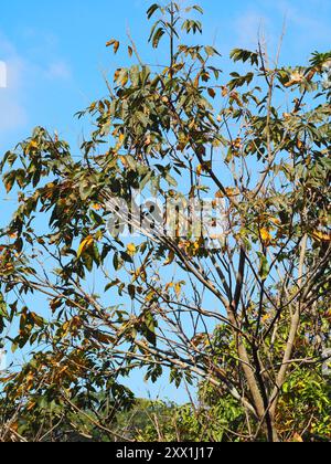 Reetha (Sapindus mukorossi) Plantae Stock Photo - Alamy