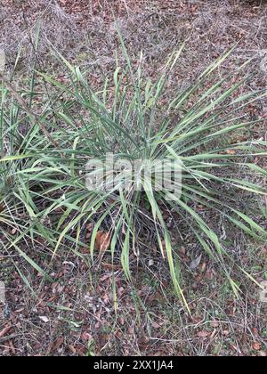 Arkansas Yucca (Yucca arkansana) Plantae Stock Photo - Alamy