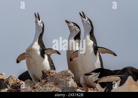 Chinstrap penguins (Pygoscelis antarctica), ecstatic display at ...