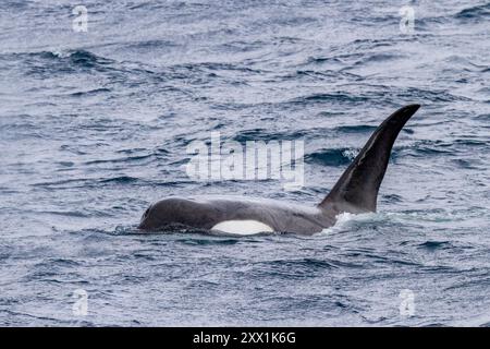 A small pod of pack Ice type B killer whales (Orcinus orca), just after ...