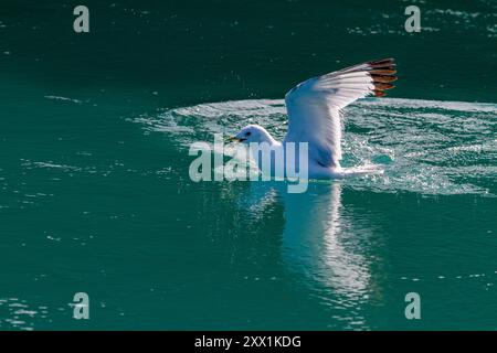 some seagulls hunting for fish in the north sea Stock Photo - Alamy