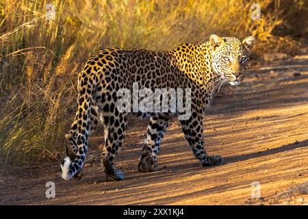 African Leopard, Pilanesberg National Park, North West Province, South ...
