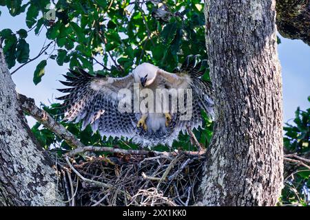 Four month old Harpy eagle chick (Harpia harpyja), testing its wings in ...