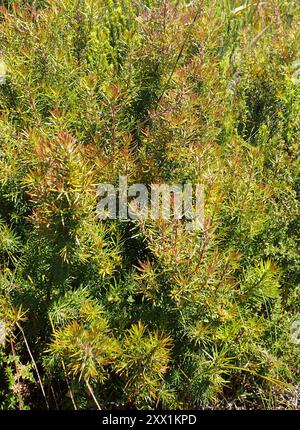 Prickly Geebung (Persoonia juniperina) Plantae Stock Photo - Alamy