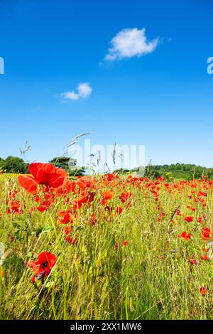 A Field of Poppies in Kent Stock Photo - Alamy