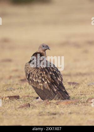The Himalayan vulture is an Old World vulture native to the Himalayas ...