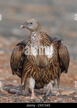 The Himalayan vulture is an Old World vulture native to the Himalayas ...