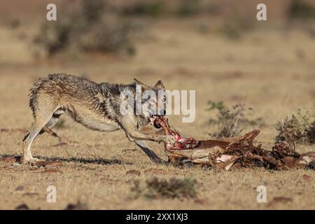 Indian Wolf is a subspecies of gray wolf that ranges from Southwest ...