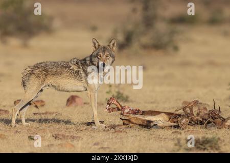 Indian Wolf is a subspecies of gray wolf that ranges from Southwest ...